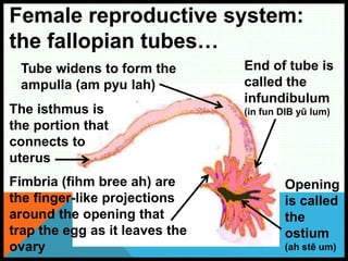 178-Anatomy-Reproductive-System.ppt