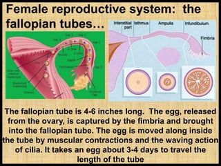 178-Anatomy-Reproductive-System.ppt