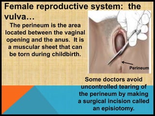 178-Anatomy-Reproductive-System.ppt