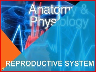 178-Anatomy-Reproductive-System.ppt