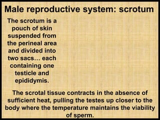178-Anatomy-Reproductive-System.ppt