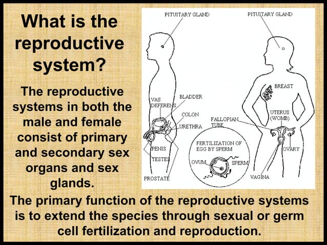 178-Anatomy-Reproductive-System.ppt