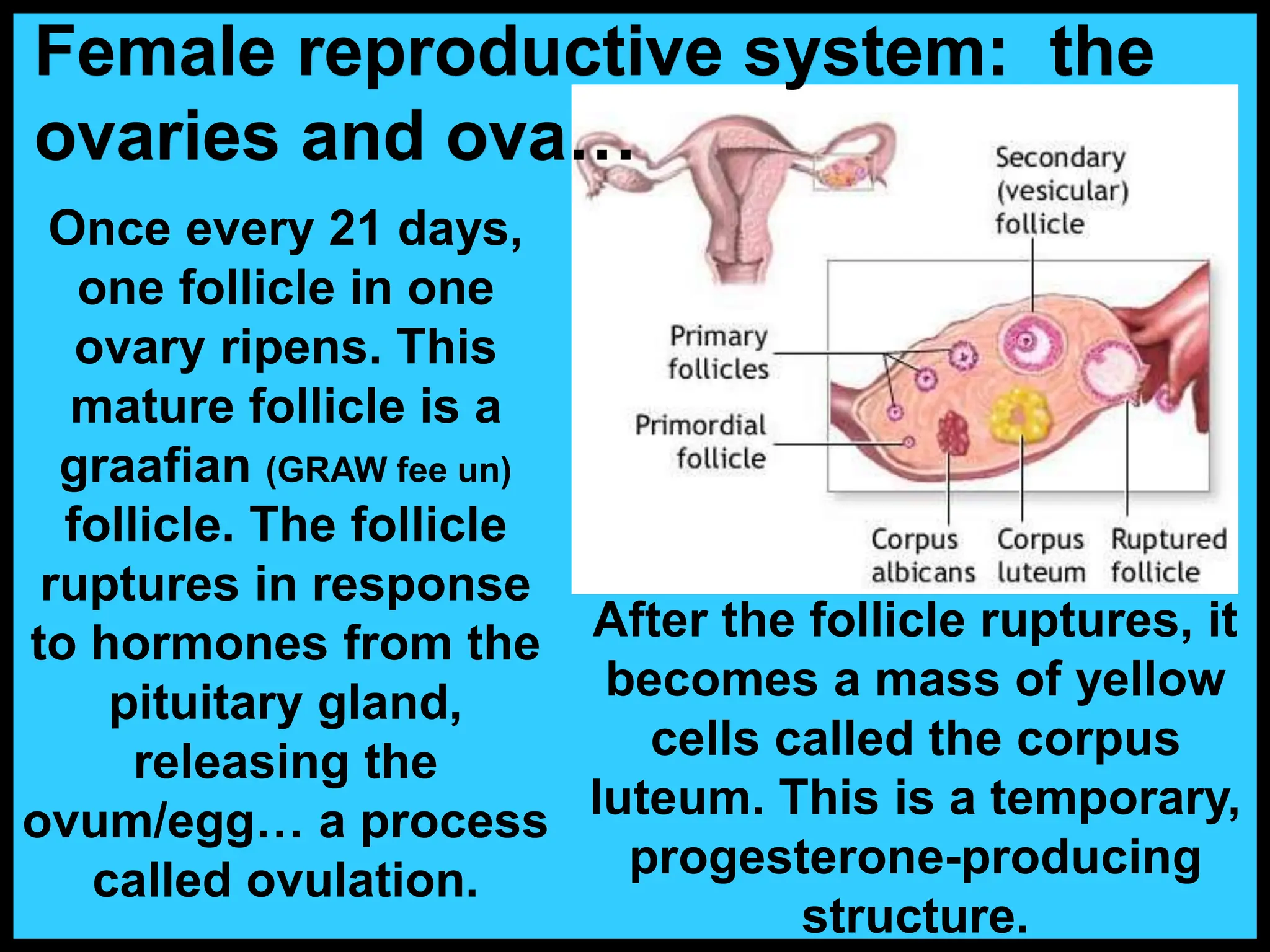 178-Anatomy-Reproductive-System power point | PPT
