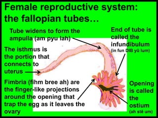 Anatomy-Reproductive-System for grade 10 | PPT