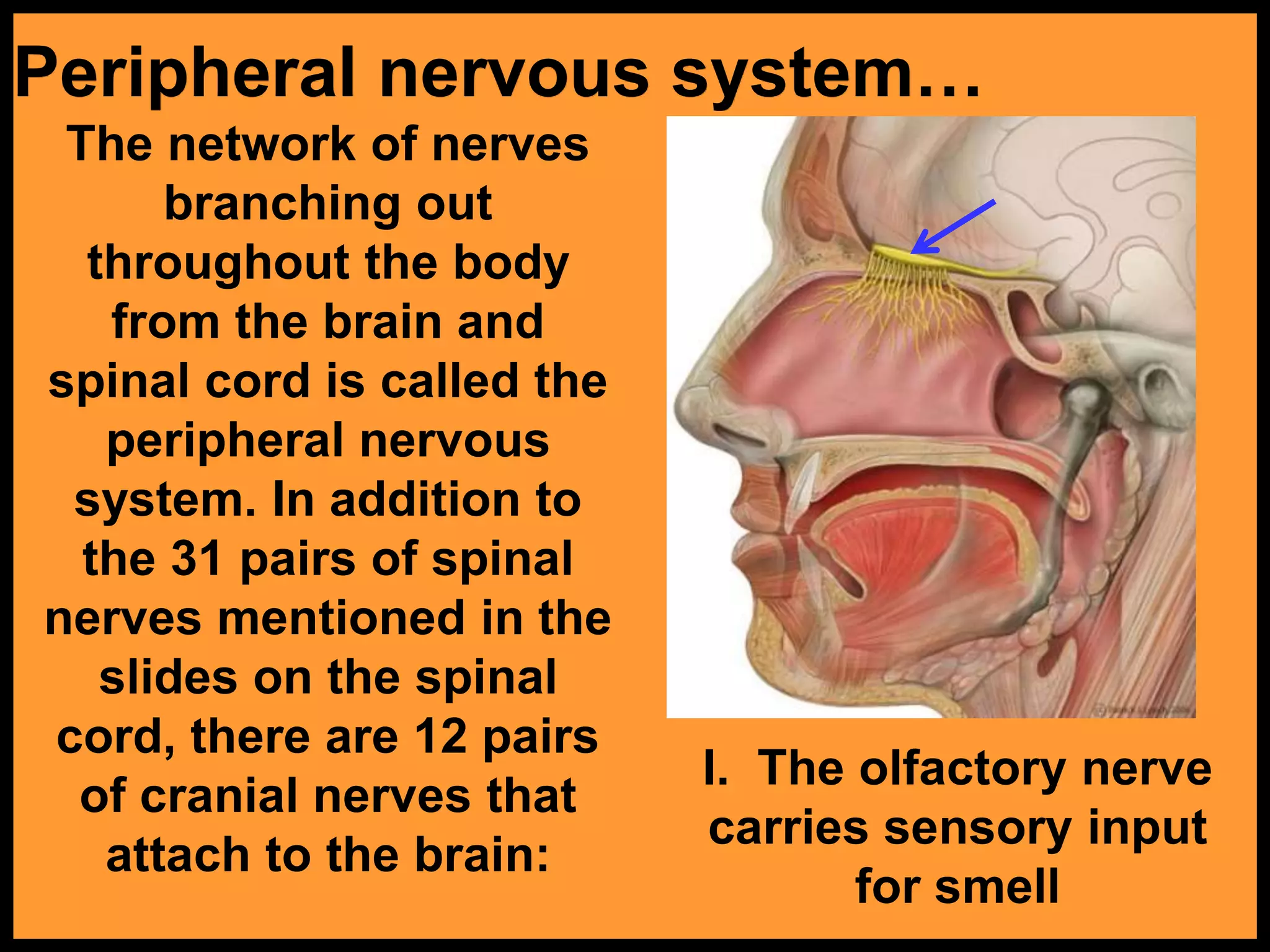 179-Anatomy-Nervous-System.ppt | Brain and Nervous System Disorders ...