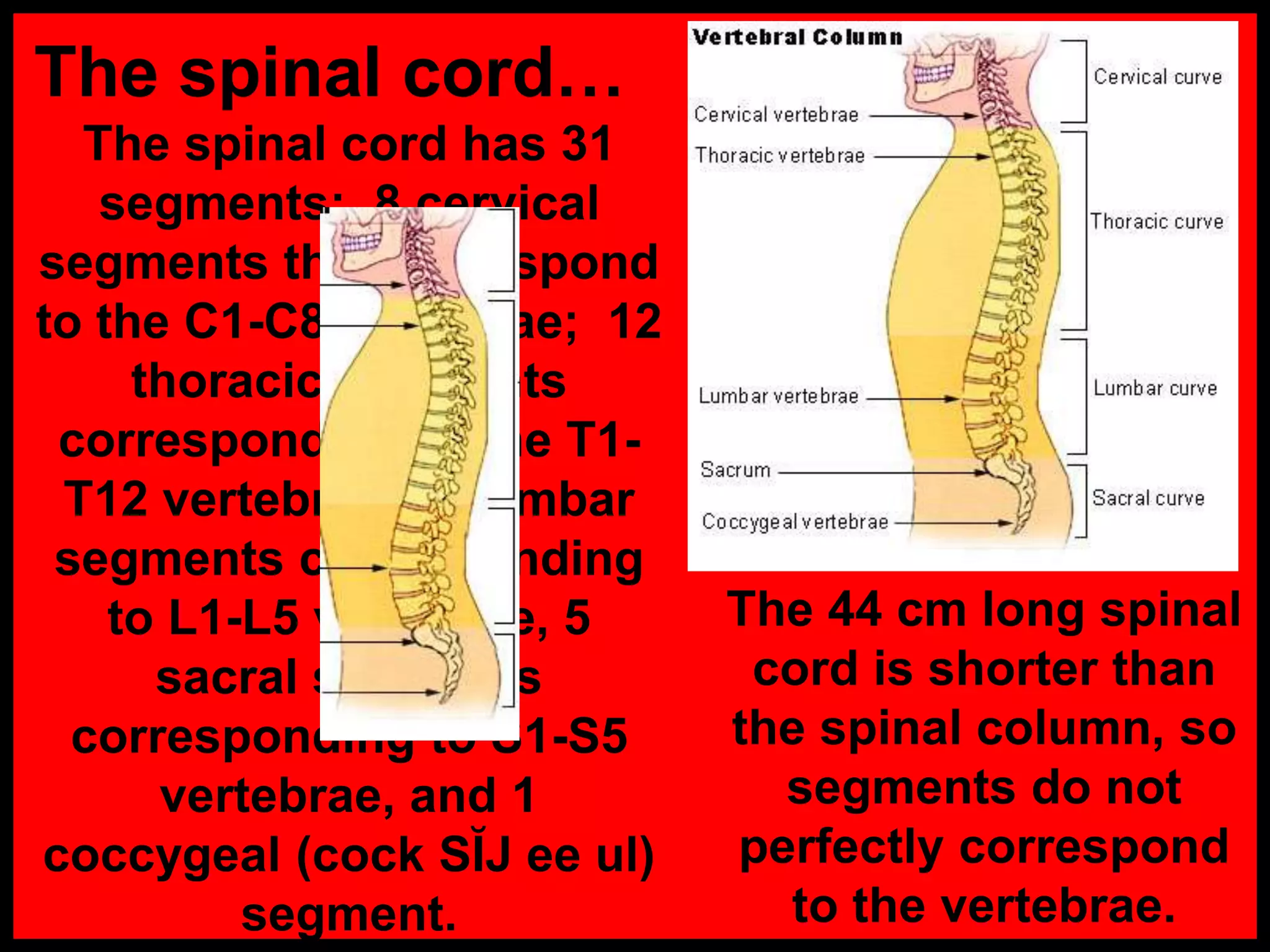 179-Anatomy-Nervous-System.ppt