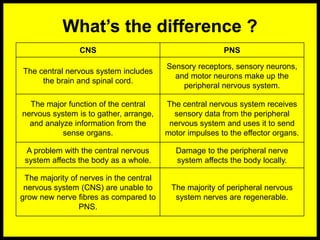 179-Anatomy-Nervous-System.ppt