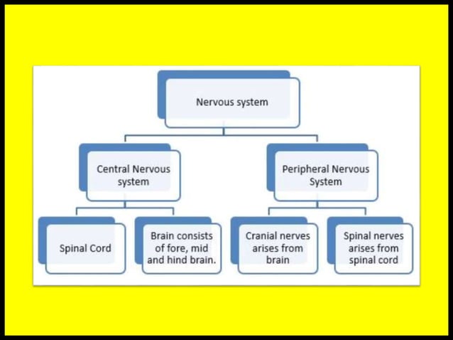 179-Anatomy-Nervous-System.ppt