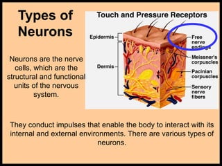 179-Anatomy-Nervous-System.ppt