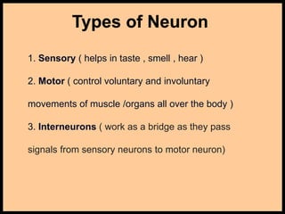 179-Anatomy-Nervous-System.ppt