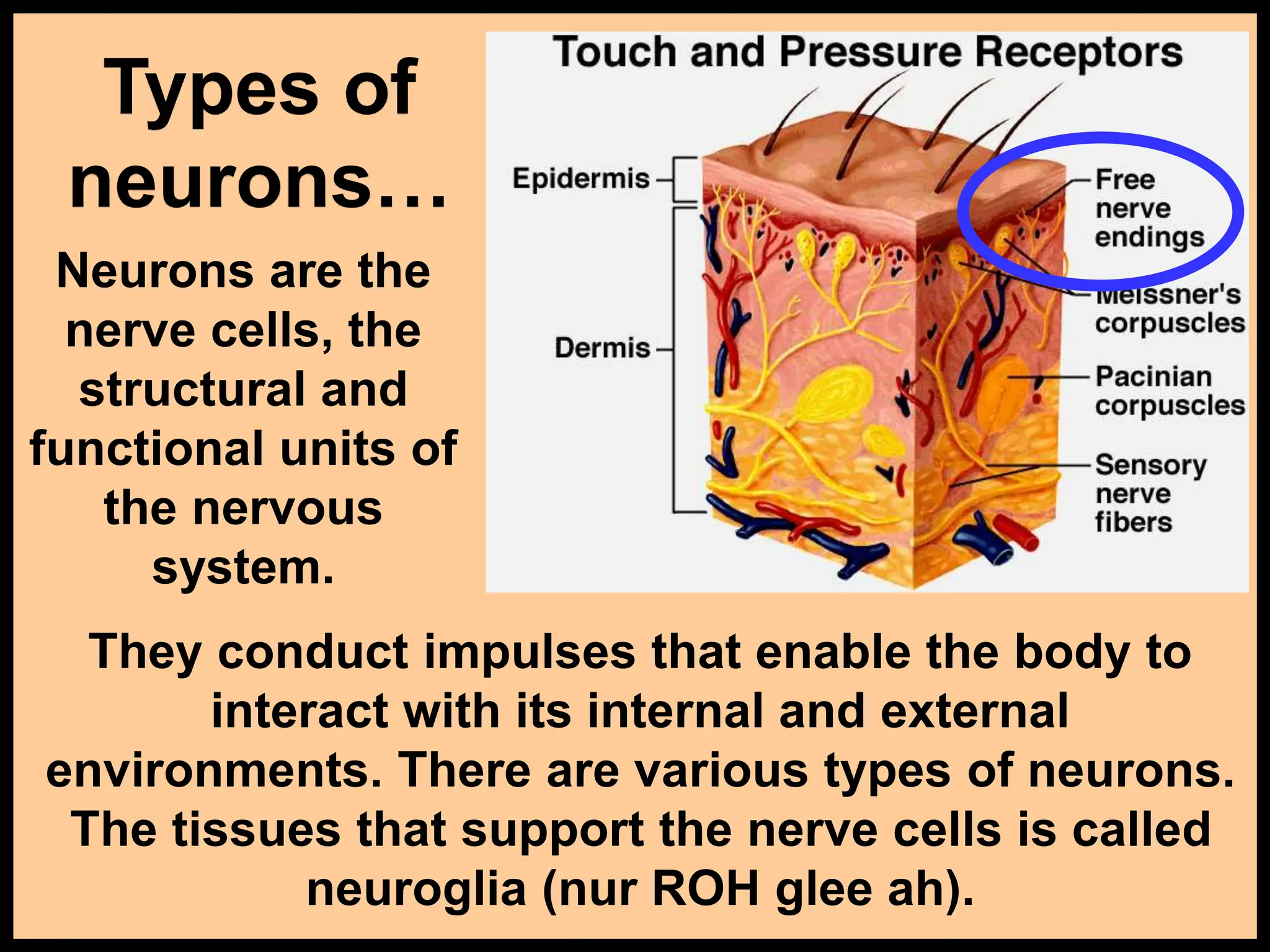 179-Anatomy-Nervous-System.ppt slides for grade 10 | PPT | Brain and ...