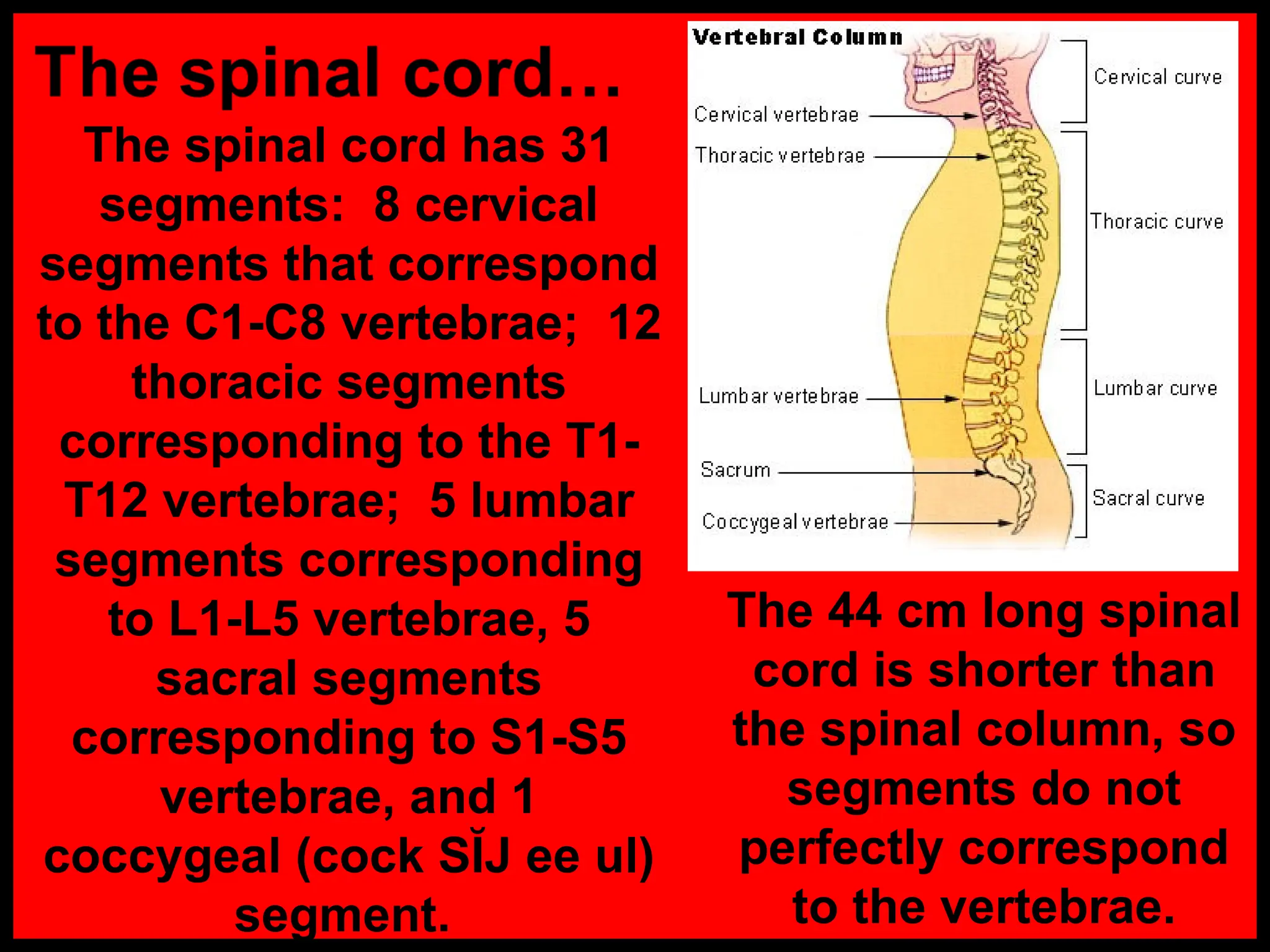 Anatomy-Nervous-System for grade 10 learners .ppt