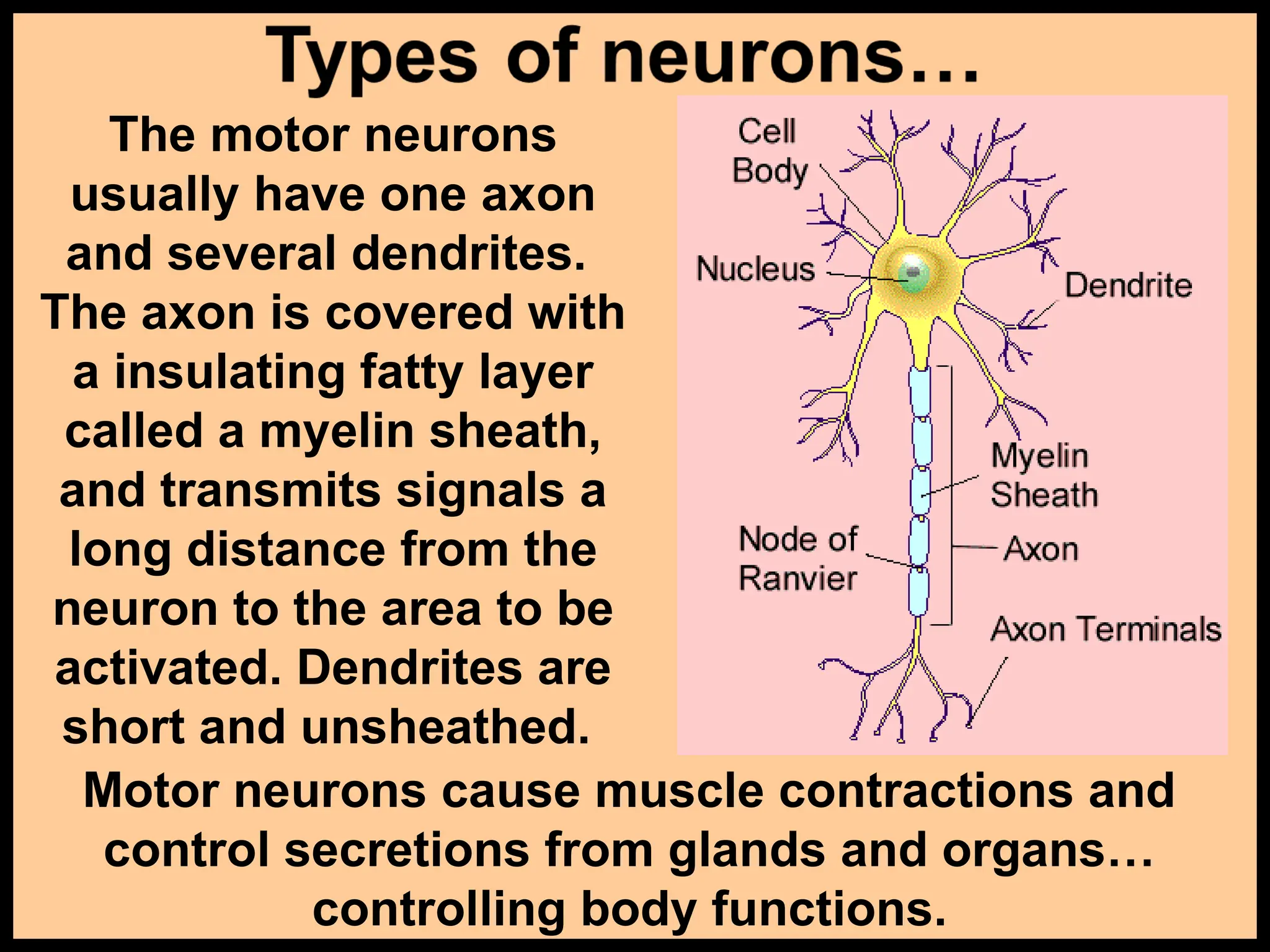 Anatomy-Nervous-System for grade 10 learners .ppt