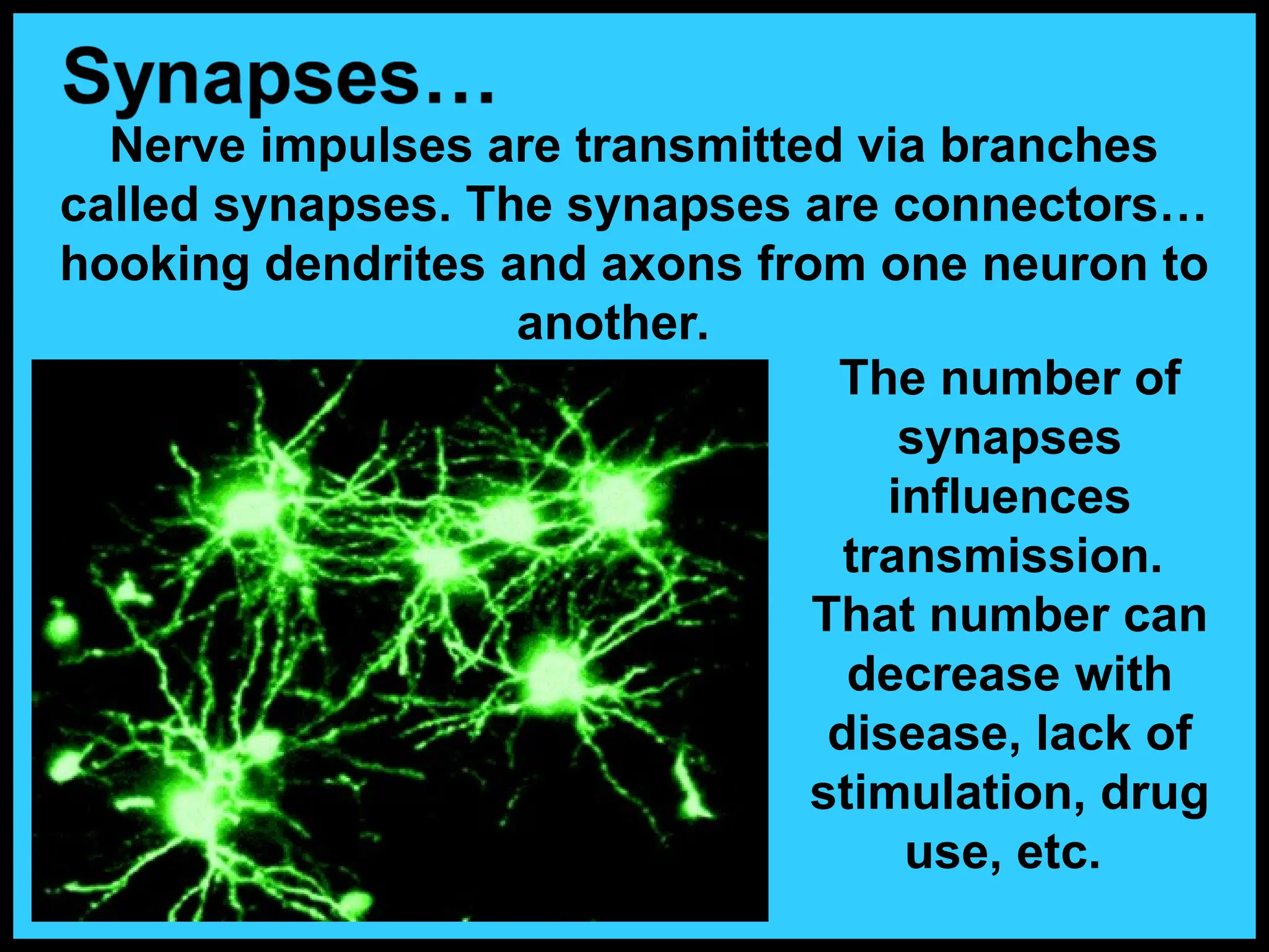 Anatomy-Nervous-System for grade 10 learners .ppt
