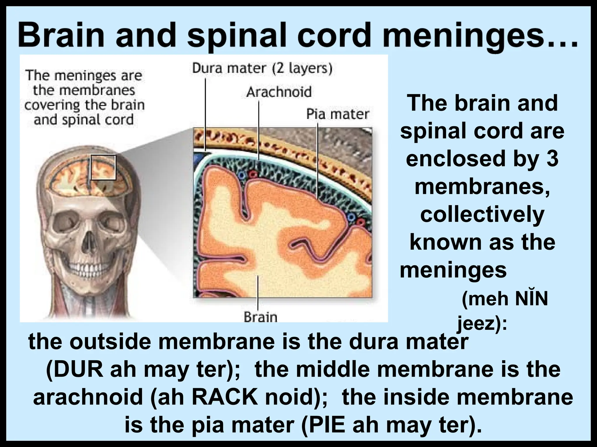 Anatomy-Nervous-System for grade 10 learners .ppt