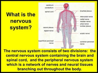 Anatomy-Nervous-System for grade 10 learners .ppt