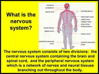 Anatomy and Physiology of the Nervous System | PPT