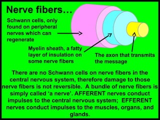 Anatomy and Physiology of the Nervous System | PPT