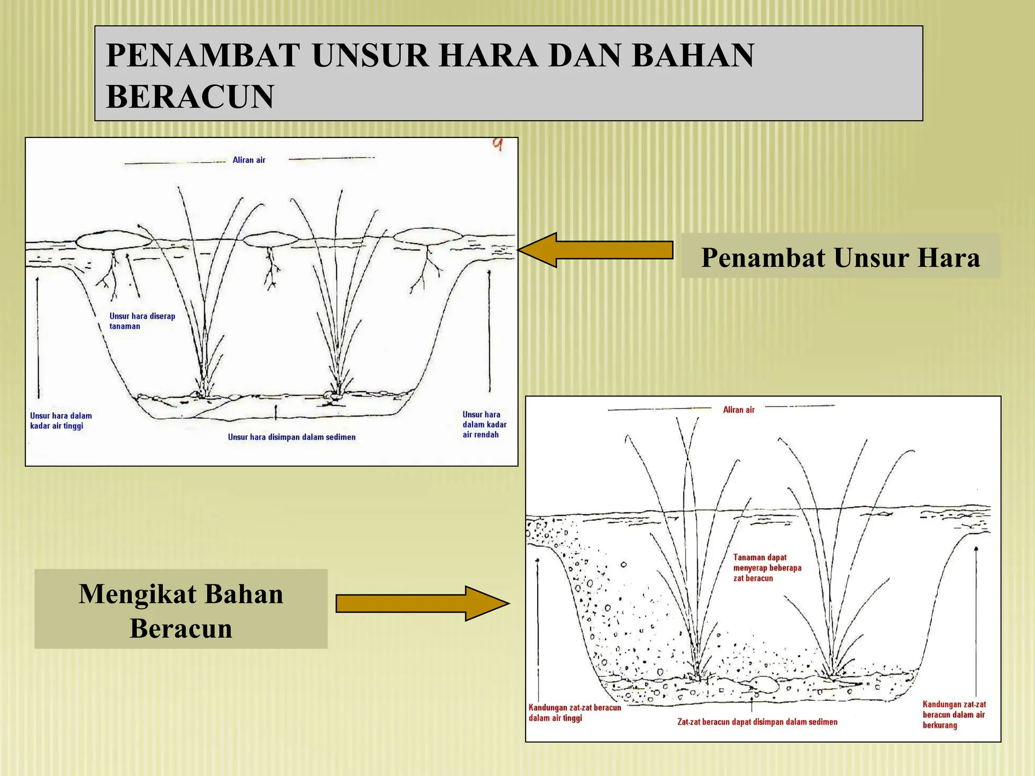 Pengenalan lahan Basah di Indonesia Umumnya | PPT
