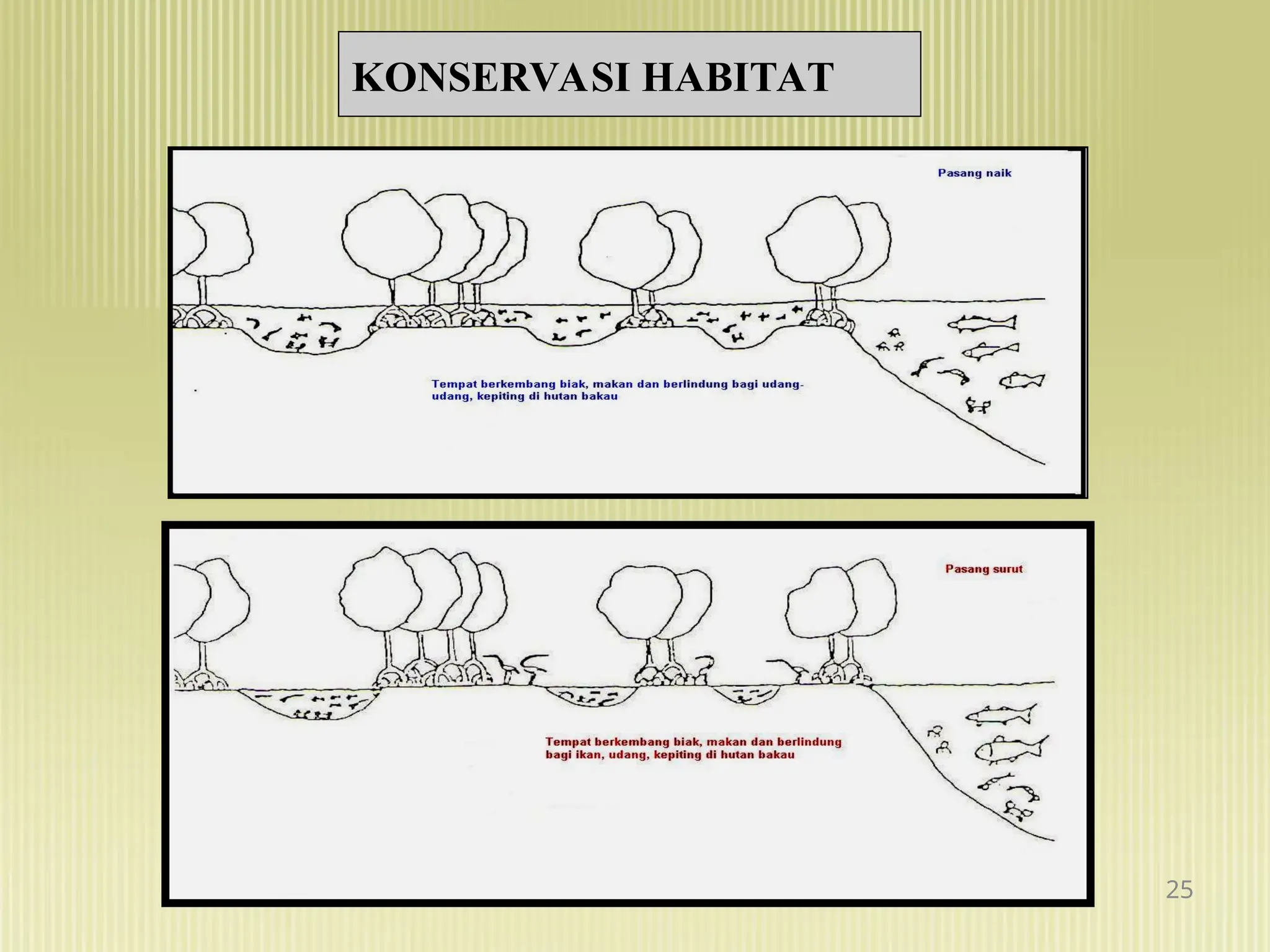 Pengenalan lahan Basah di Indonesia Umumnya | PPT