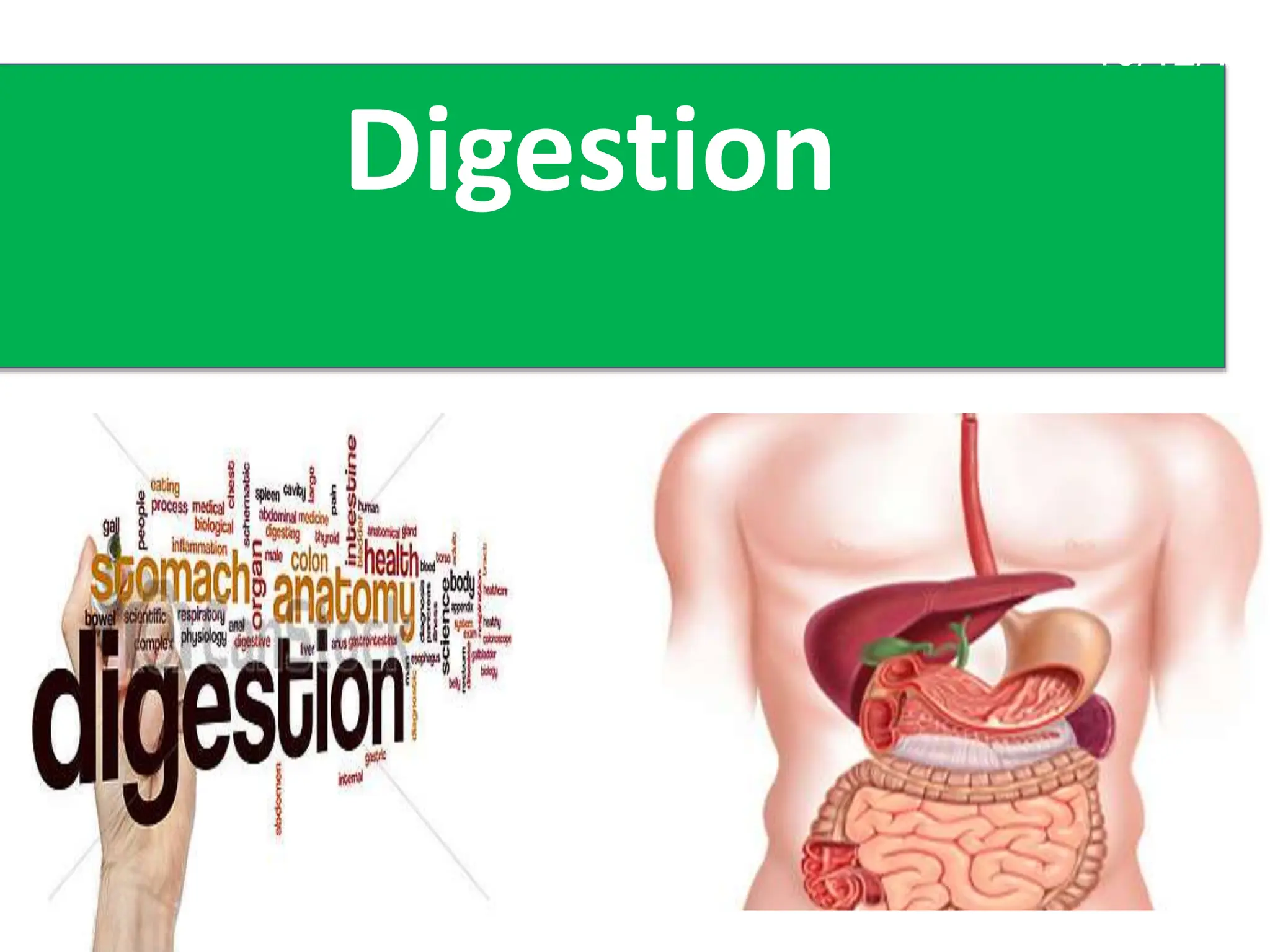Digestion Easy Notes For Grade Stage 4 Igcse Ppt
