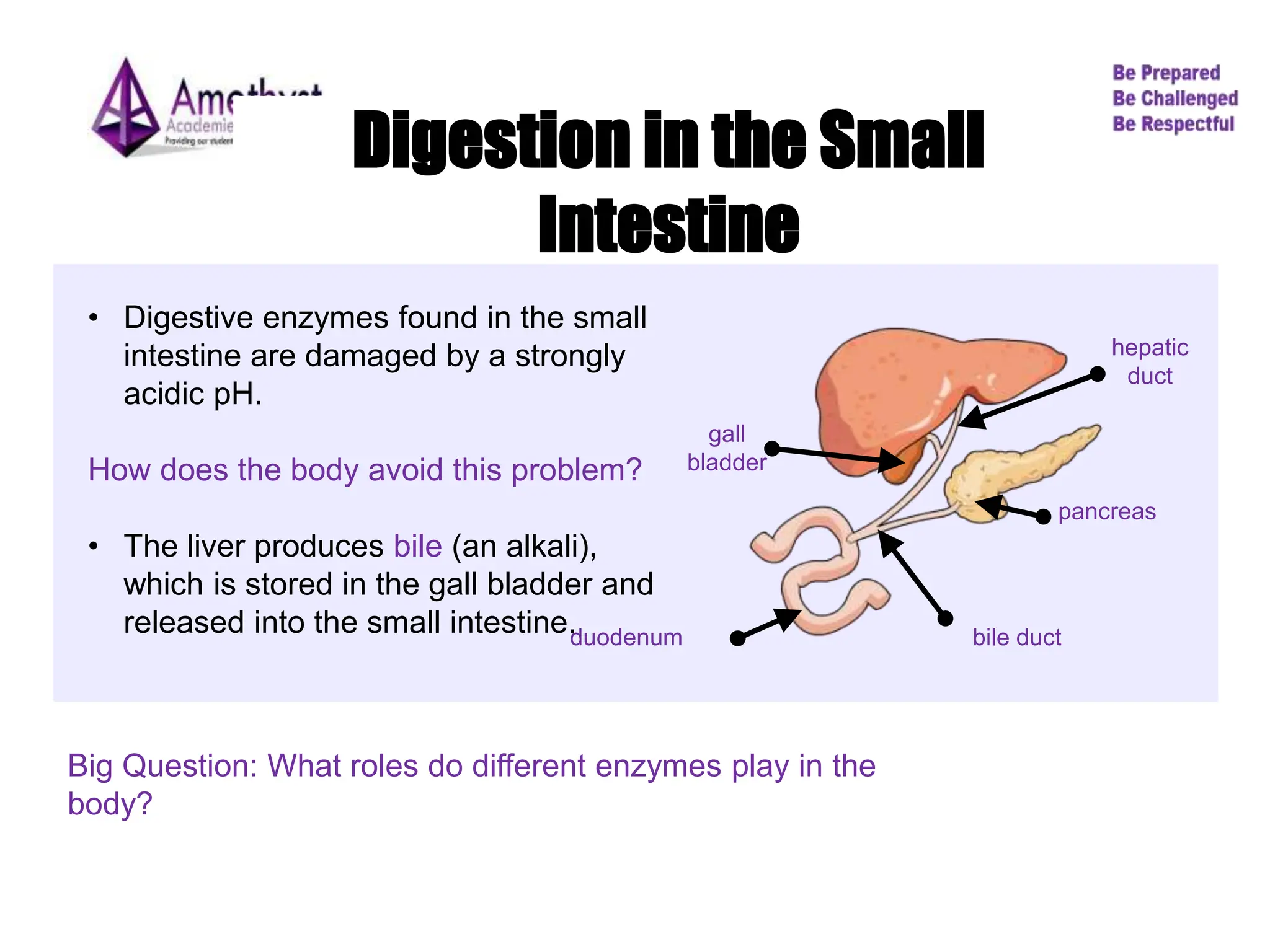 Digestion easy notes for grade stage 4 igcse | PPT