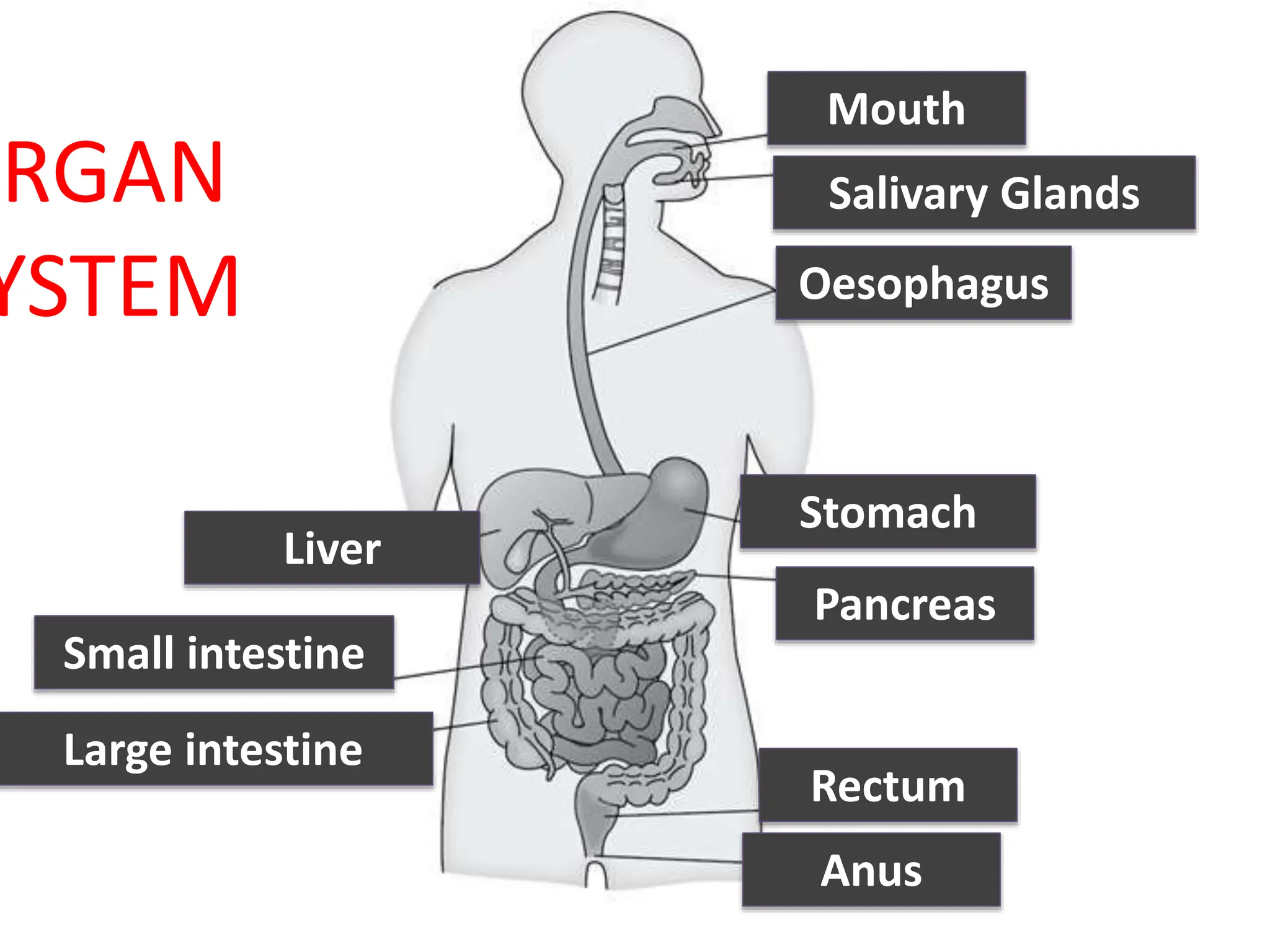 Digestion easy notes for grade stage 4 igcse | PPT