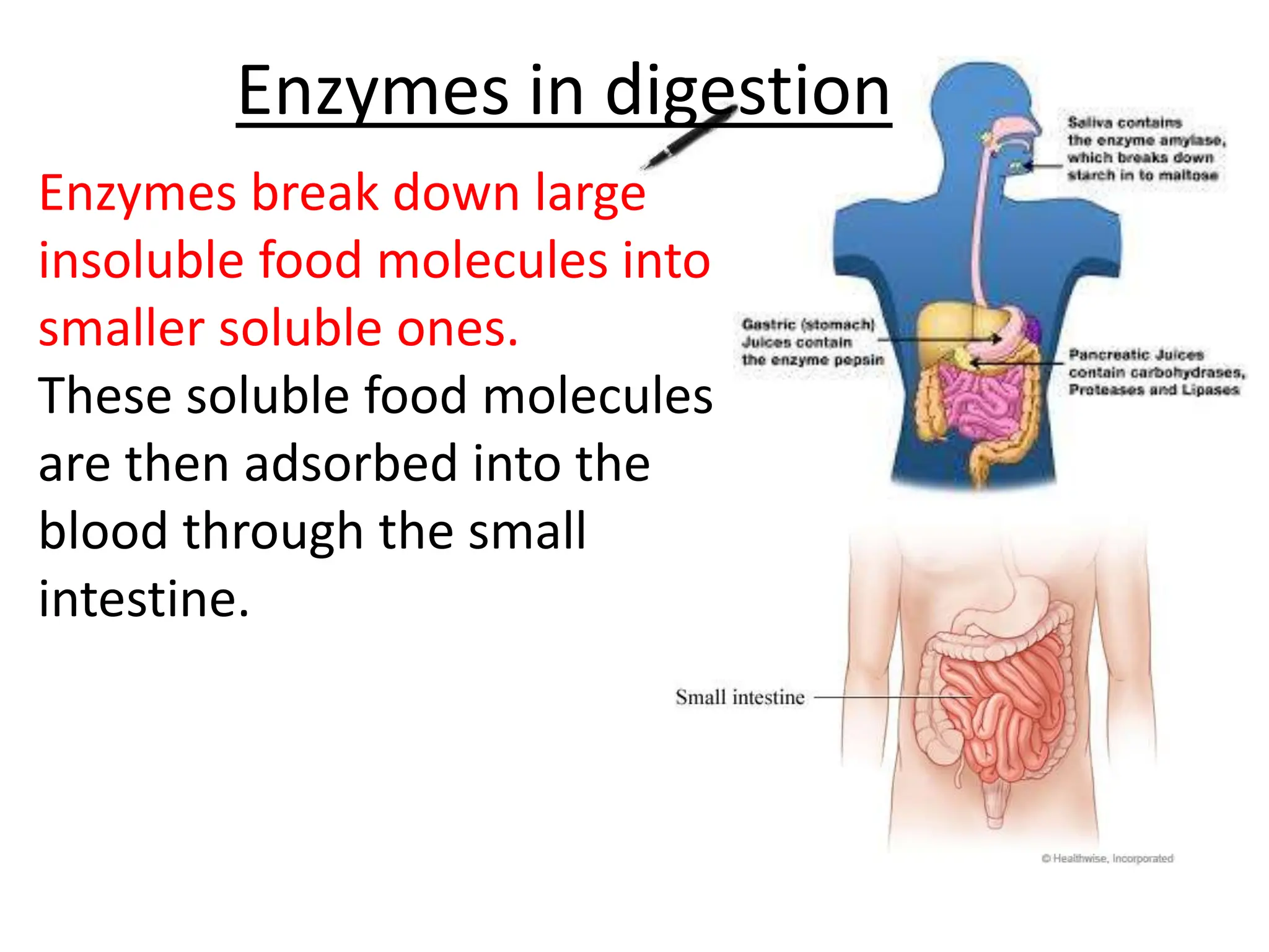 Digestion easy notes for grade stage 4 igcse | PPT