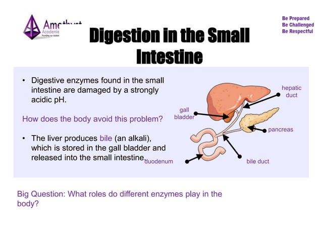 Digestion easy notes for grade stage 4 igcse | PPT | Endocrine and ...