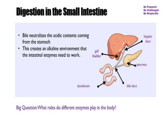 Digestion easy notes for grade stage 4 igcse | PPT