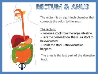 Digestion easy notes for grade stage 4 igcse | PPT