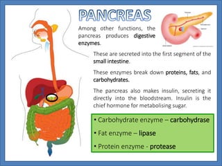 Digestion easy notes for grade stage 4 igcse | PPT