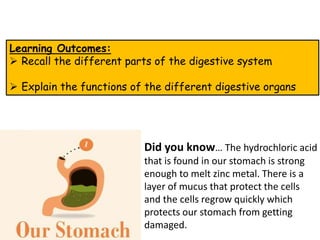 Digestion easy notes for grade stage 4 igcse | PPT