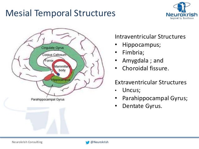 The Mesial Temporal Structures Towards A Neurobiological Nexus