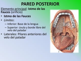 17 boca y masticacion | PDF