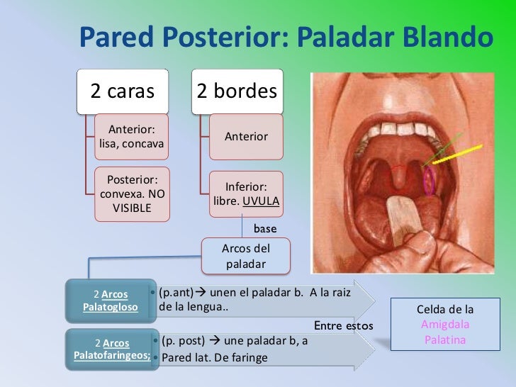17 boca y masticacion