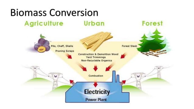 Biomass energy and conversion processes | PPTX | Science