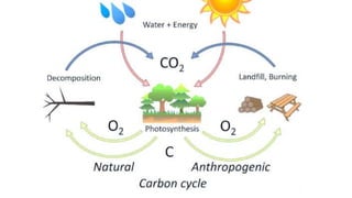 Biomass energy and conversion processes | PPTX