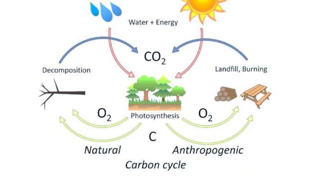 Biomass energy and conversion processes | PPTX | Science