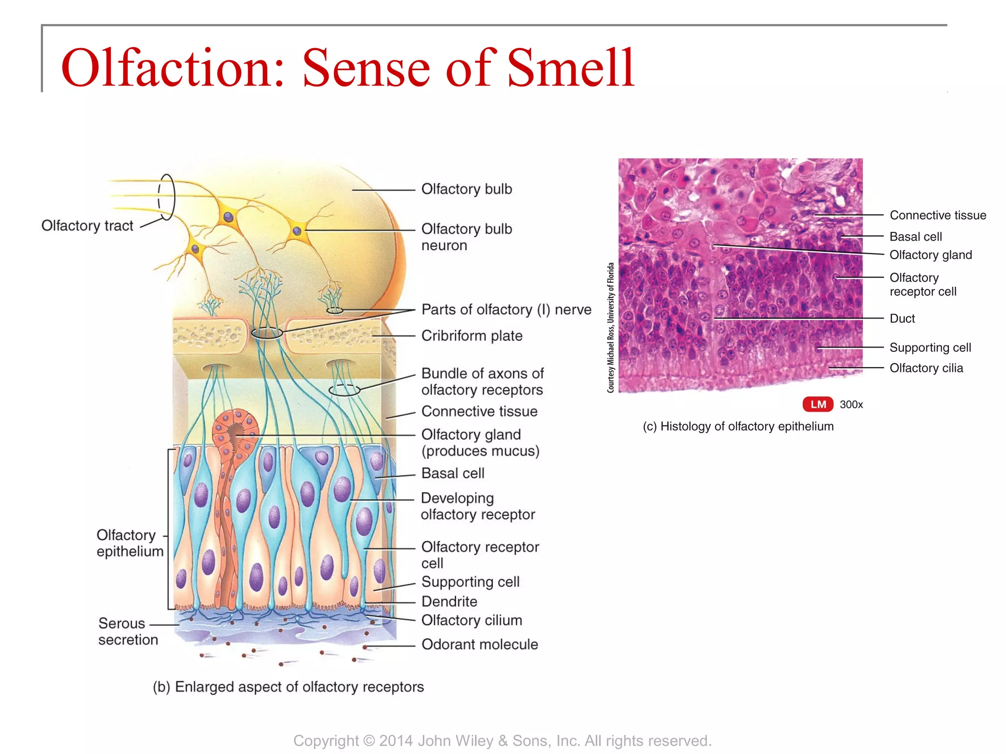 17 [chapter 17 the special senses] | PPT