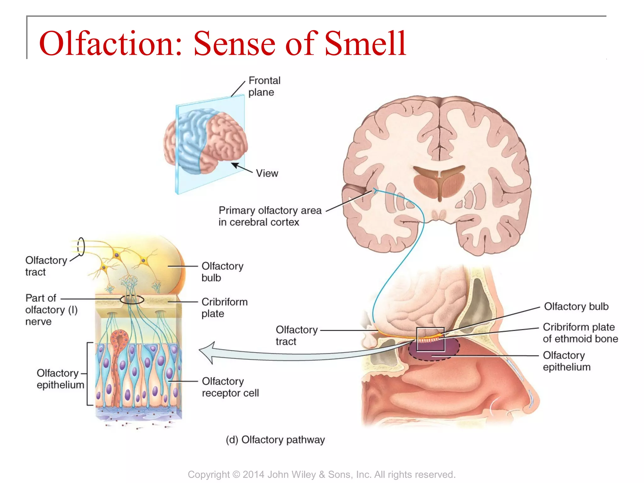 17 [chapter 17 the special senses] | PPT