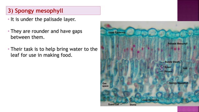17chapter 3cells (part2) | PPT