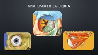 17 CLASE SVO IMAGENOLOGIA DE LA ORBITA - Dra. Moreno.pptx