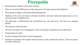 Classification of pteridophytes | PPTX