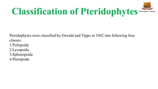 Classification of pteridophytes | PPTX