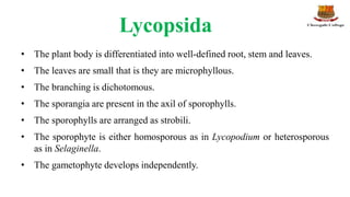 Classification of pteridophytes | PPTX