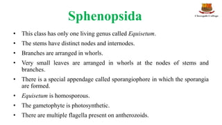 Classification of pteridophytes | PPTX