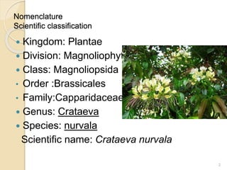 17 crataeva nurvala(siplican) | PPTX