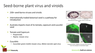 Virus and viroid testing of solanaceous and cucurbit seed shipments to ...