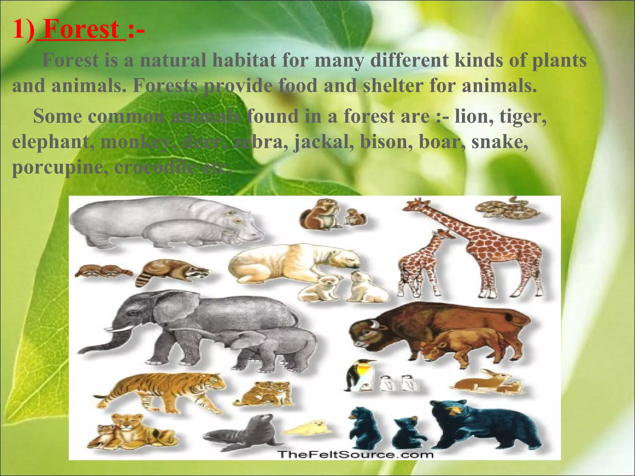 17forestsourlifeline | PPT